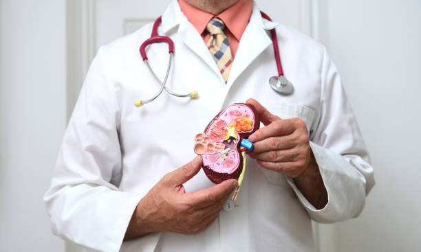 Prevenção de Doenças Renais: Cuidando dos Rins para uma Vida Mais ...